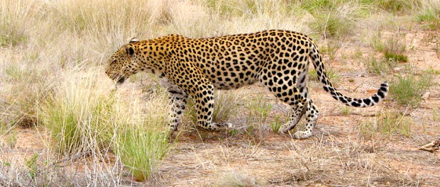 Wild leopards less abundant than thought - The Wildlife Society