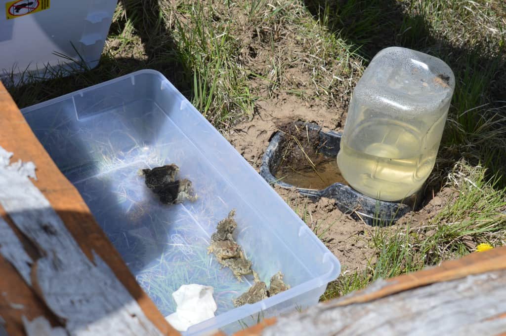 Hundreds of endangered toads released in Wyoming - The Wildlife Society