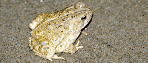 Hibernating toads reveal climate change clues - The Wildlife Society