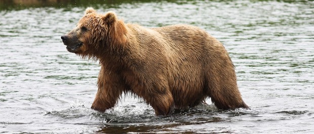 USFWS to end predator control on Alaskan refuges - The Wildlife Society