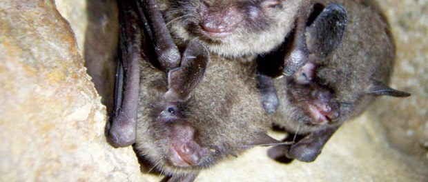 Court finds USFWS failed to consider bat protections - The Wildlife Society