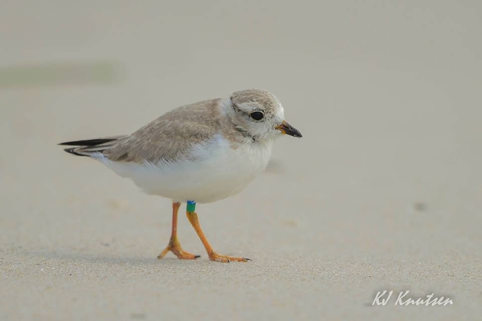 Plover chicks survive harrowing adventures to fledge on new beaches ...