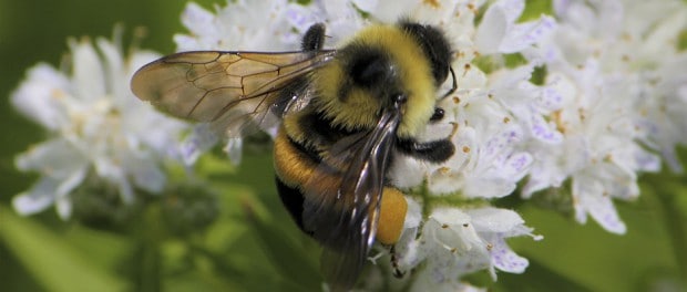 USFWS proposes bumblebee protection - The Wildlife Society