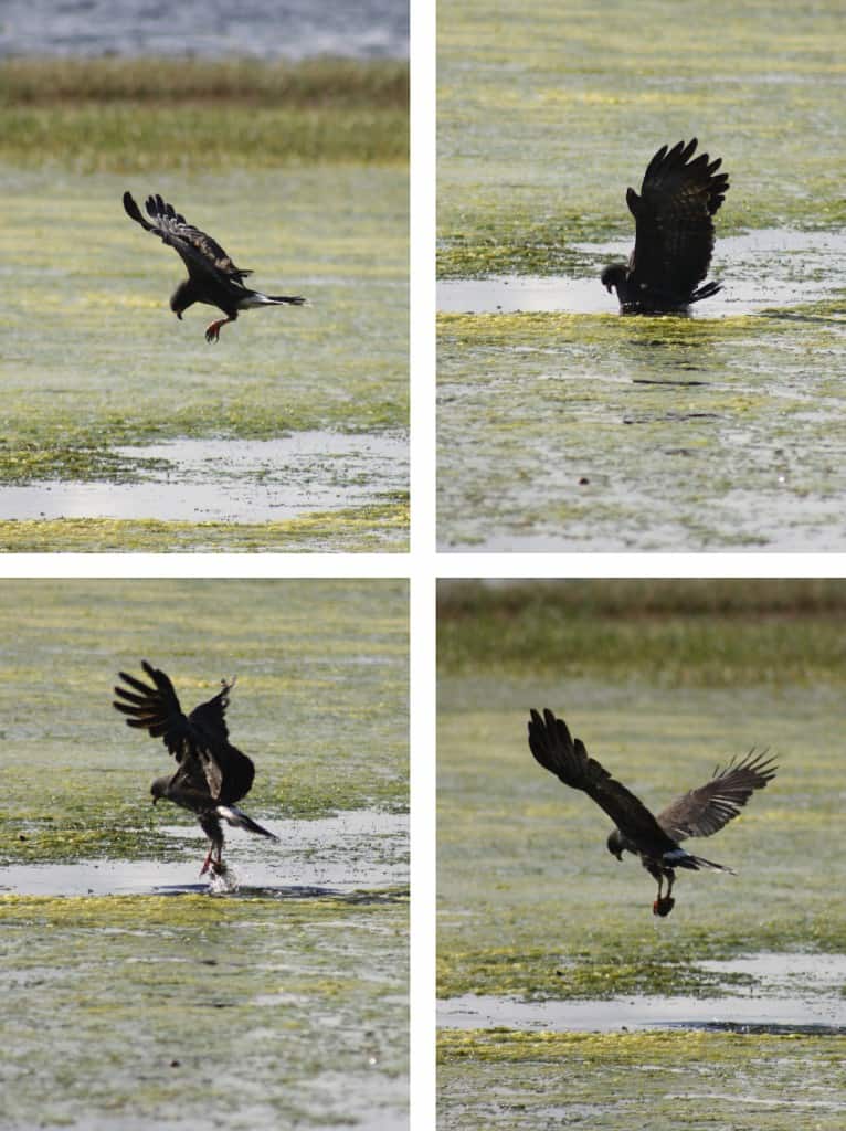 Invasive snails rescue endangered bird of prey - The Wildlife Society
