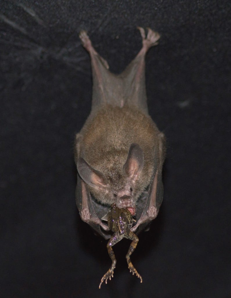 How bats hunt in noise pollution - The Wildlife Society
