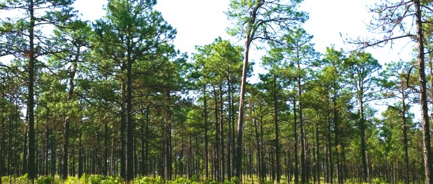 Discover biodiversity in North Carolina Sandhills - The Wildlife Society