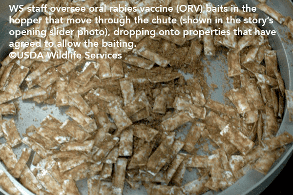 Successful 2016 oral rabies vaccination campaign completed - The ...
