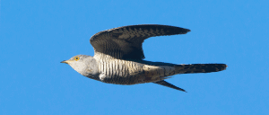 Cuckoos reveal mystery migration route - The Wildlife Society