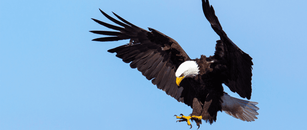 USFWS finalizes impact statement on eagle take permits - The Wildlife ...