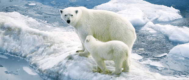 USFWS releases final polar bear conservation plan - The Wildlife Society