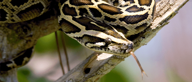 Irula snake trackers work to remove pythons from Everglades - The ...