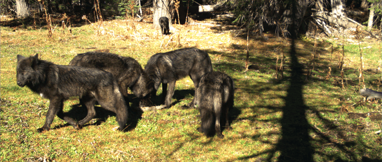 First wolf spotted in Nevada in nearly a century - The Wildlife Society