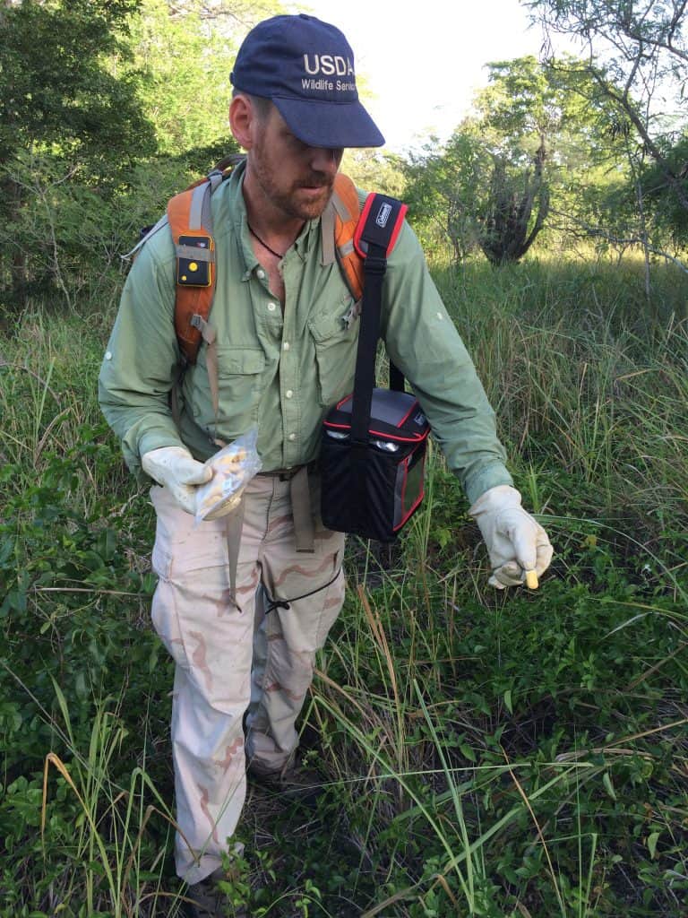 Expanding rabies work to mongooses in Puerto Rico - The Wildlife Society