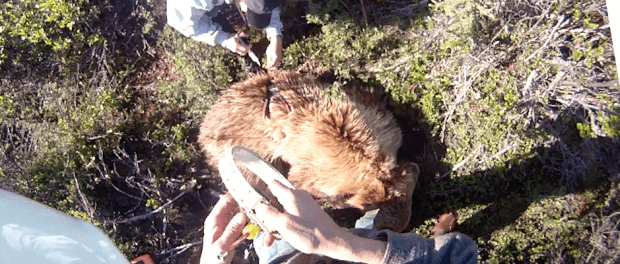 WSB study: Neck cameras effectively monitor bear predation - The ...