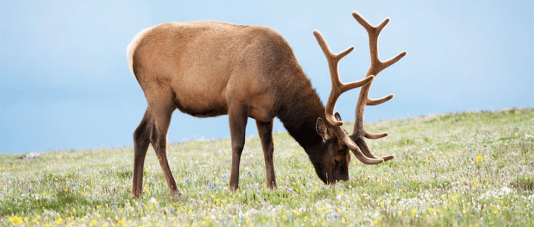 Bees compete for flowers with elk, deer and cattle - The Wildlife Society