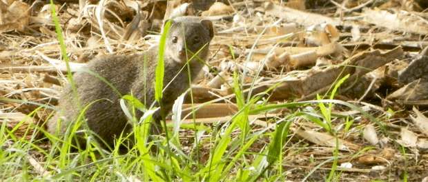 Expanding rabies work to mongooses in Puerto Rico - The Wildlife Society