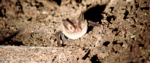 Rare bat species adapts to disturbed habitat - The Wildlife Society