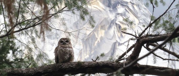 A ‘burning issue’: Spotted owls use fire mosaic - The Wildlife Society