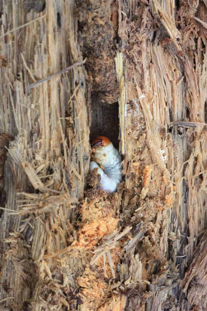 Giant stag beetles: Ecology, genetics and distribution - The Wildlife ...