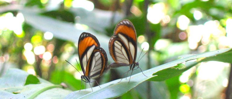 Microhabitats drive butterfly diversity - The Wildlife Society