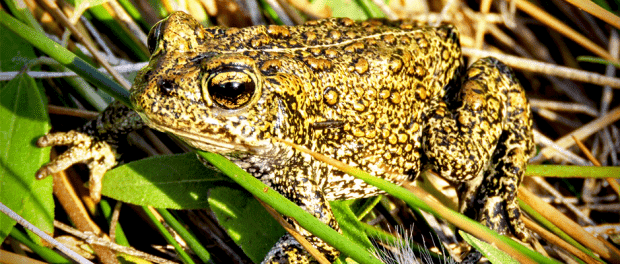 Newly discovered, Nevada toad faces uncertain future - The Wildlife Society
