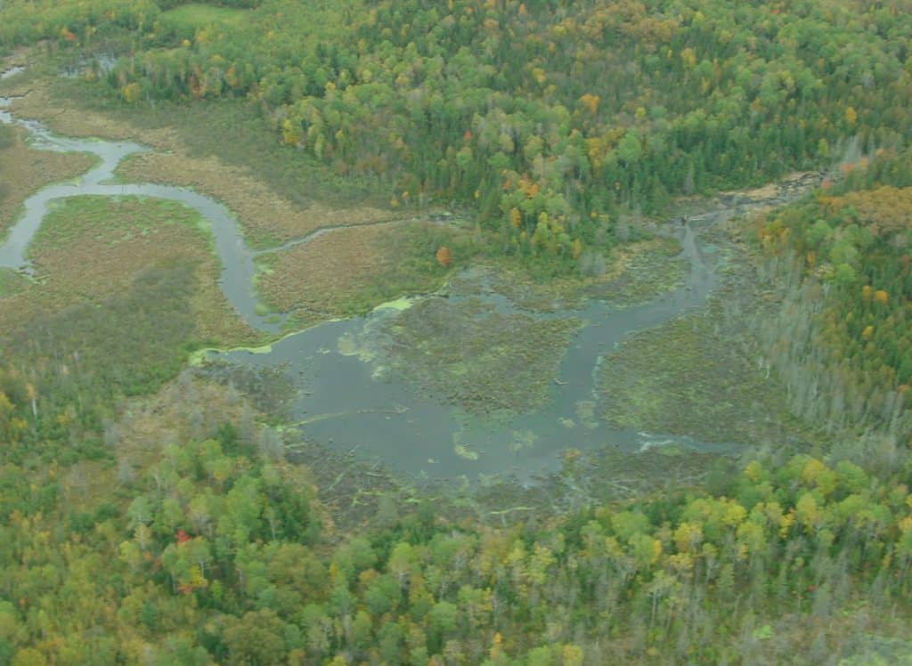 Beaver and trout in the 21st century ⏤ from The Wildlife Professional ...