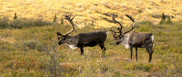 Canadian provinces miss deadline for caribou protection - The Wildlife ...