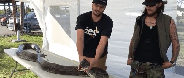 Hunter bags record-breaking python in Florida - The Wildlife Society