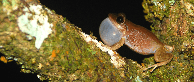 Nonnative frogs boost nonnative birds in Hawaii - The Wildlife Society