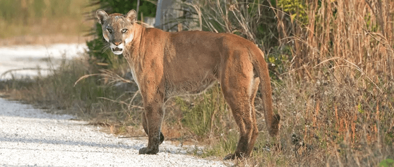 Eastern puma declared extinct, 80 years after last confirmed sighting ...