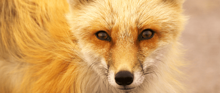 Constantly on the hunt, midsize carnivores face unique risks - The ...