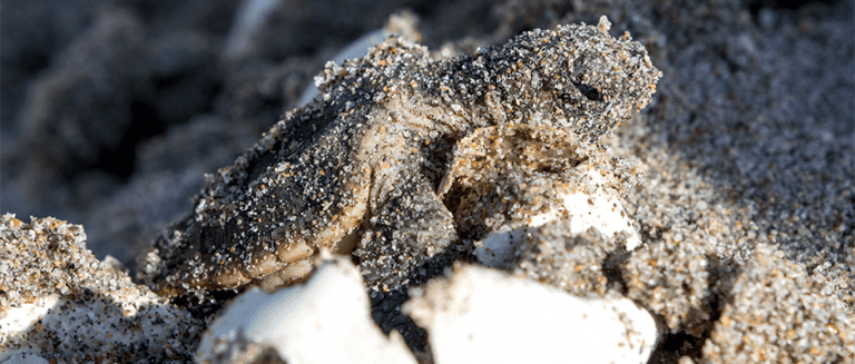 Moisture, not just temperature, may skew sea turtle sex - The Wildlife ...