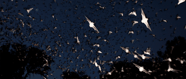 Climate and landscape changes shifting Texas bats’ migration - The ...