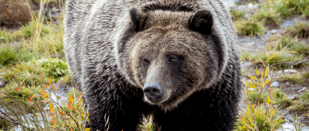 Wyoming announces grizzly hunt - The Wildlife Society