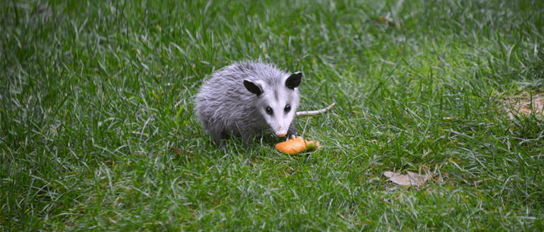 Farms and vanishing snow bring opossums north - The Wildlife Society