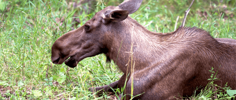 Ticks put moose at risk - The Wildlife Society