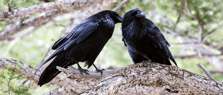 Ravens turn evolution on its head - The Wildlife Society