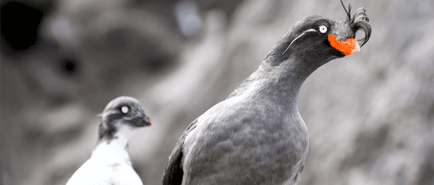 Resilient birds find new habitat after volcanic eruption - The Wildlife ...
