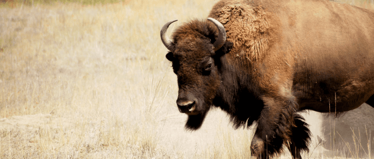 Bison size shrinking as temperatures rise - The Wildlife Society