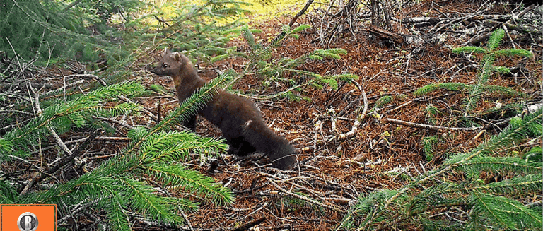 Pacific marten populations face extinction - The Wildlife Society