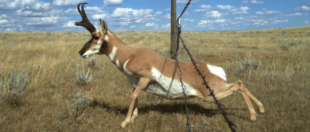 WSB: Which wildlife-friendly fences work for pronghorn? - The Wildlife ...
