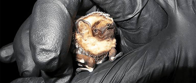 Mating bats go for the silent treatment - The Wildlife Society