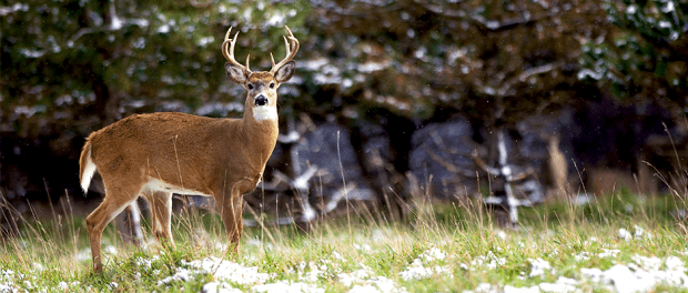 Illinois Chapter opposes supplemental deer-feeding bill - The Wildlife ...