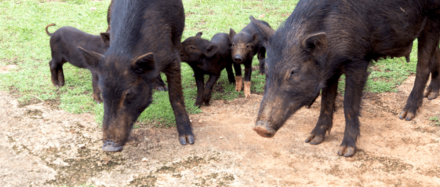 Could feral hogs be aiding Guam’s forests? - The Wildlife Society