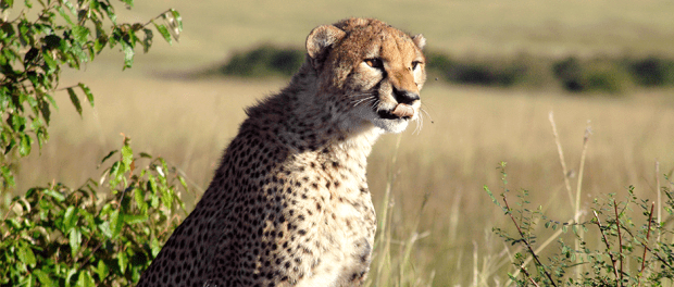 Artificial intelligence can now analyze wildlife imagery - The Wildlife ...