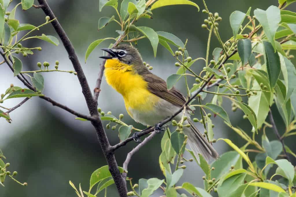 Restoration of Pine-Oak Woodlands in Missouri - from The Wildlife ...