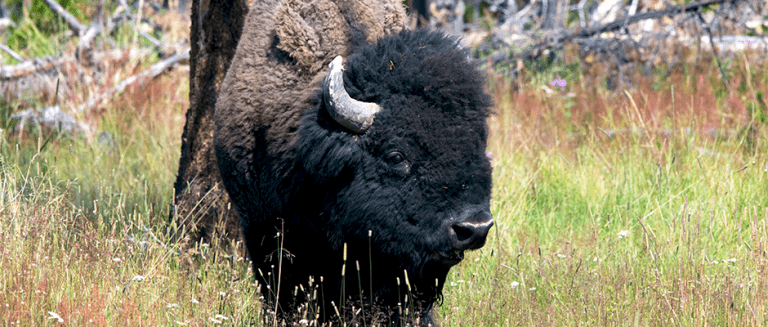 Native Americans used fire to hunt bison - The Wildlife Society