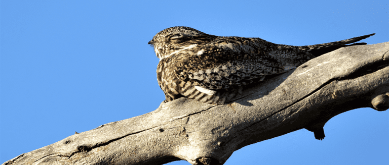 Where do nighthawks spend the winter? - The Wildlife Society