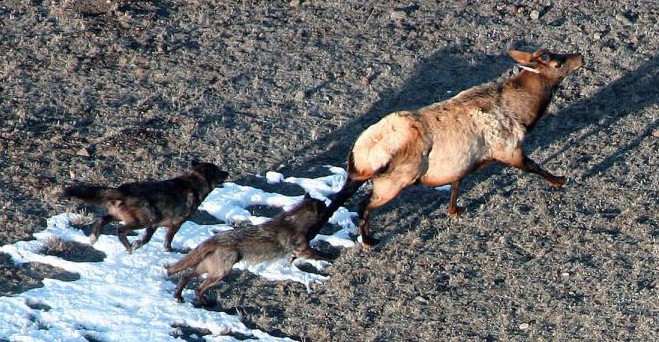 Wolves help shape how long elk keep antlers - The Wildlife Society