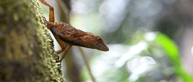 In warming Puerto Rico, insects plummet, impacting food web - The ...